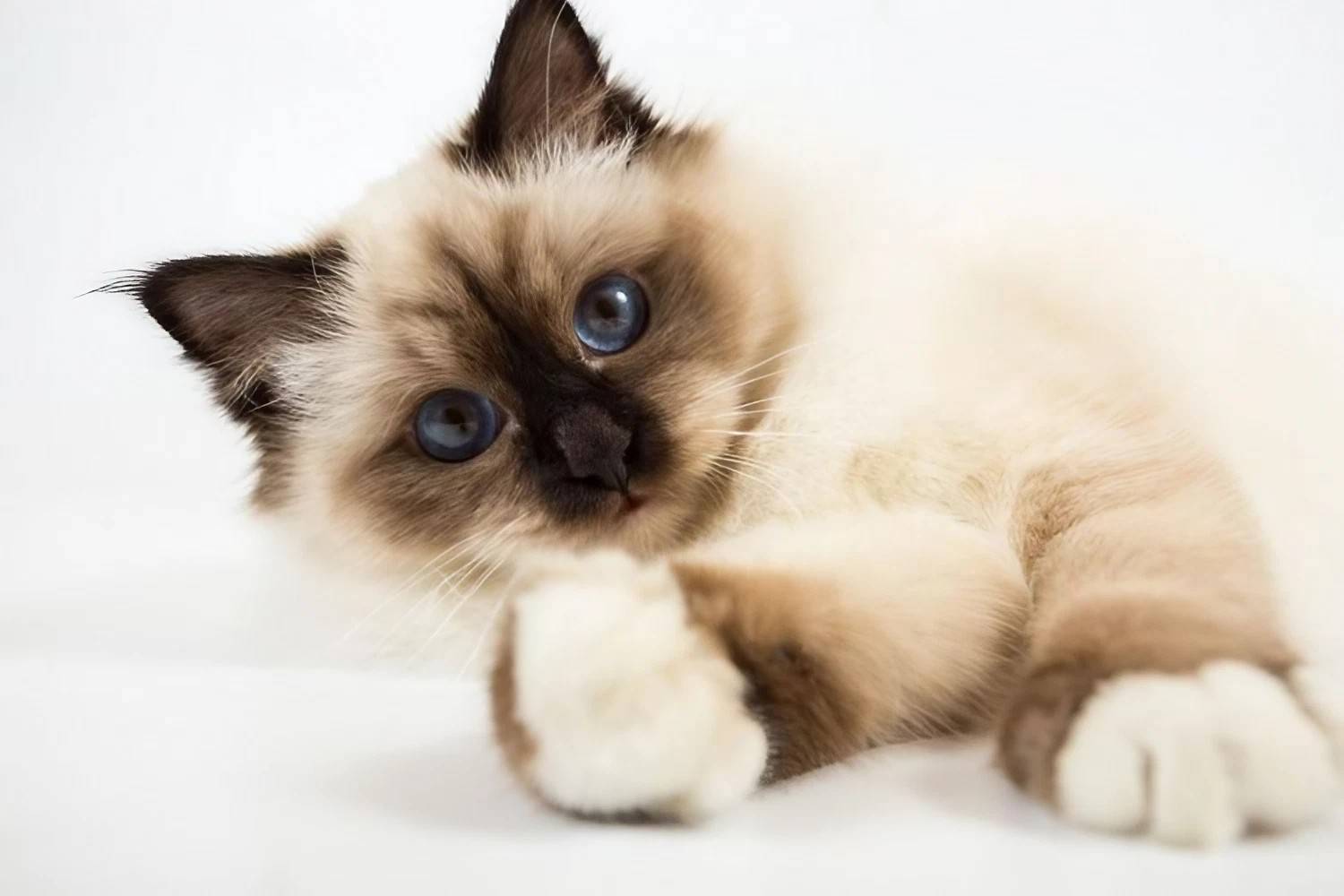 maine coon Mauguio - CATS COINS DU MONDE